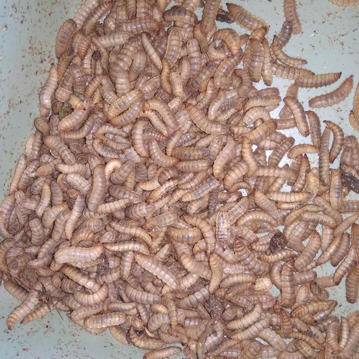 Jual MAGGOT BSF HIDUP 100 GR FRESH GALATAMA - Kota Bekasi - Devan ...