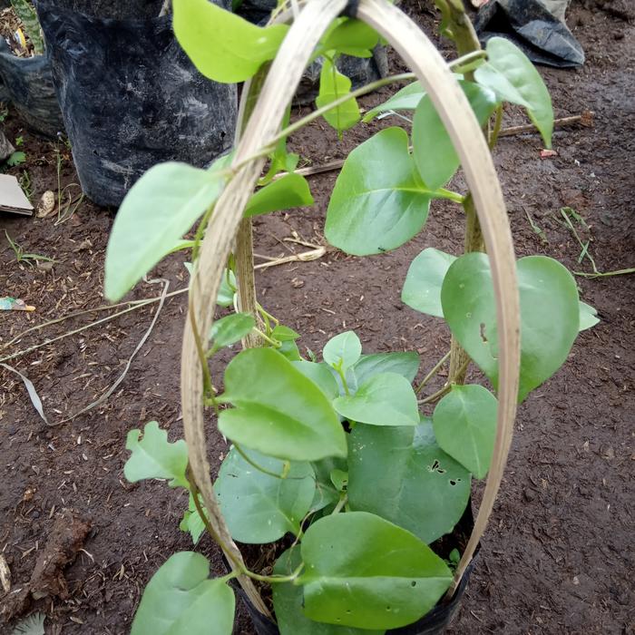 Jual Bibit Tanaman Daun Binahong Hijau (RIMBUN) - Pohon Binahong - Kab ...