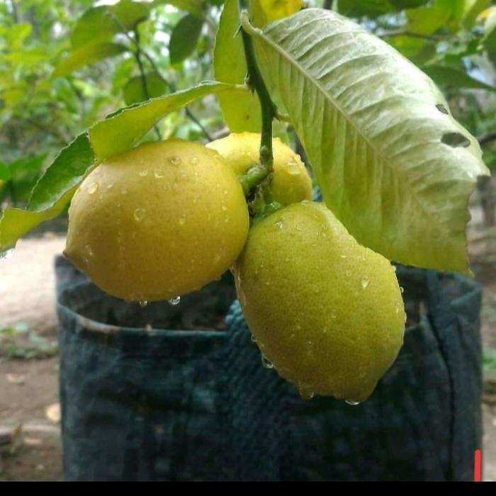 Pohon Limao
