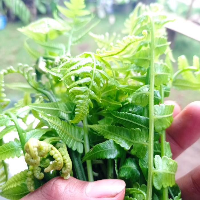 Jual Pakis hutan sayur segar/Pakis hutan/Perikan pakis - Kota Depok ...