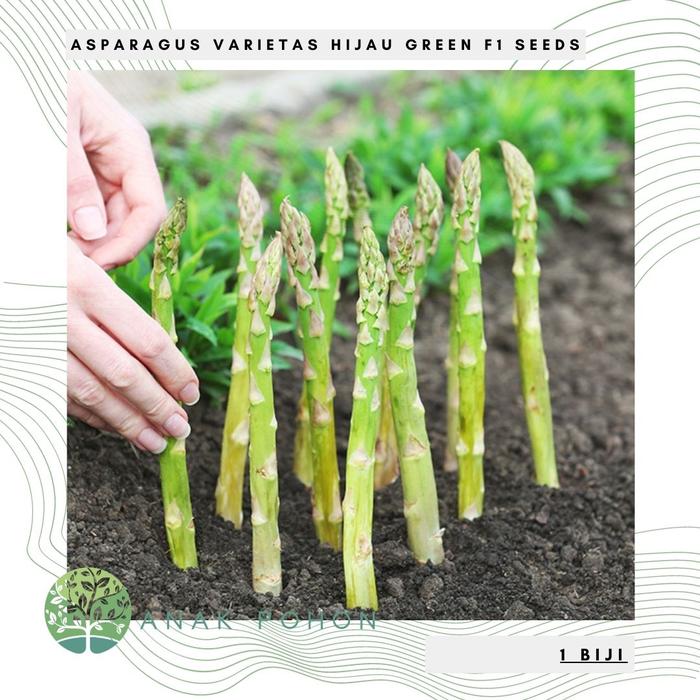 Jual Benih Bibit Biji - Asparagus Varietas Hijau Green F1 Seeds ...