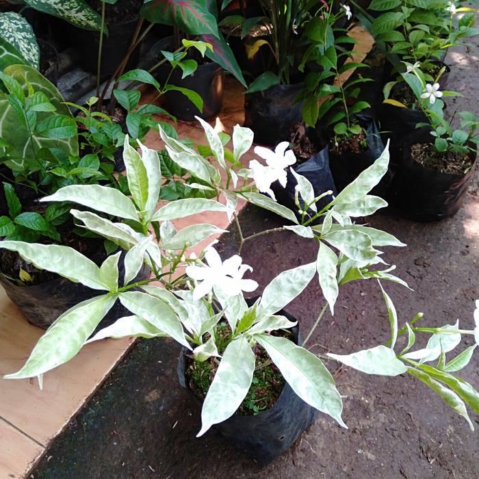Jual Pohon hias rombusa putih sudah berbunga - Kota Depok - Chitra ...