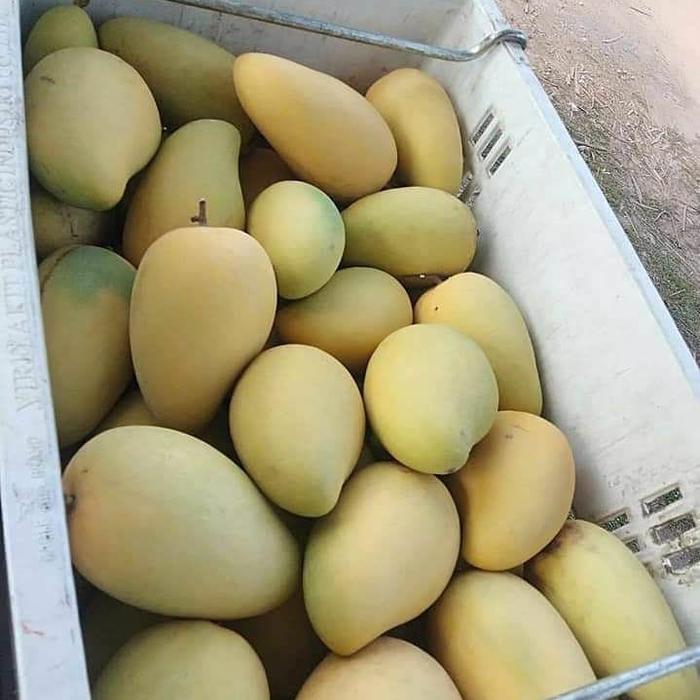 Jual BUAH MANGGA CHOKANAN FRESH KUNING FULL - Jakarta Barat - kios buah ...