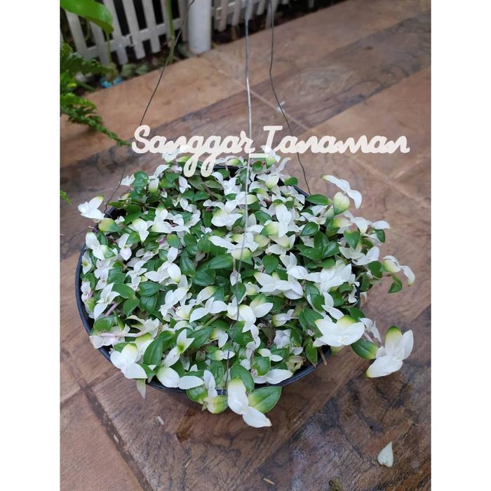 Jual tanaman hias janda merana / tanaman janda merana varigata ...