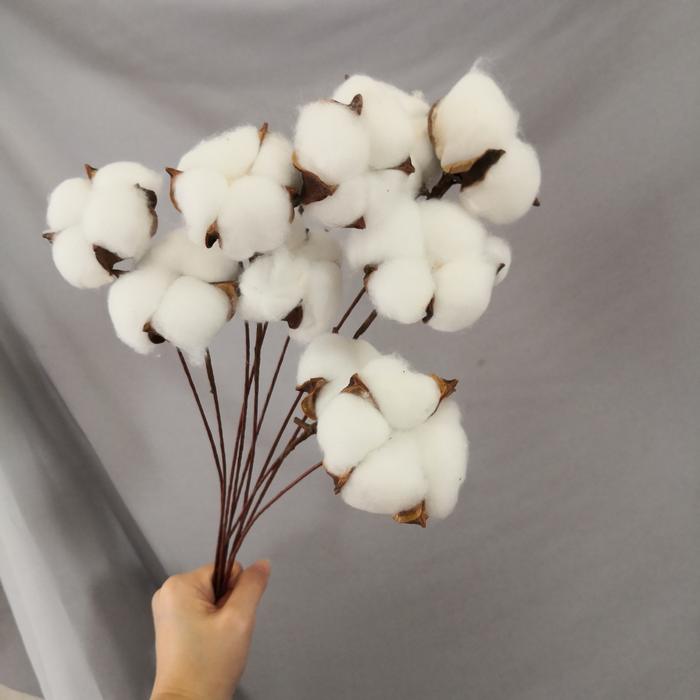 Jual Cotton Bunga Kering | Dried Flower - Putih - Jakarta Barat - Toko ...
