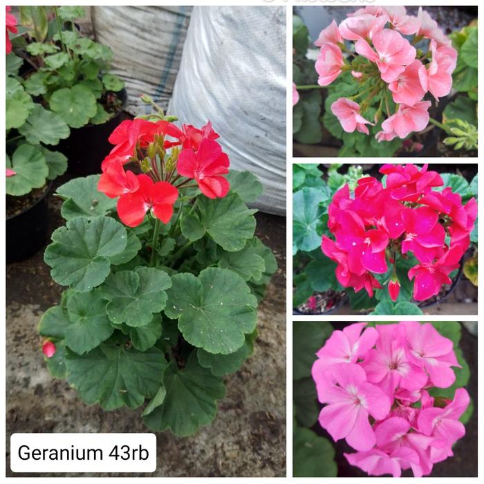 Jual Tanaman Bunga Geranium - Kota Batu - Rocketfield Plantary | Tokopedia