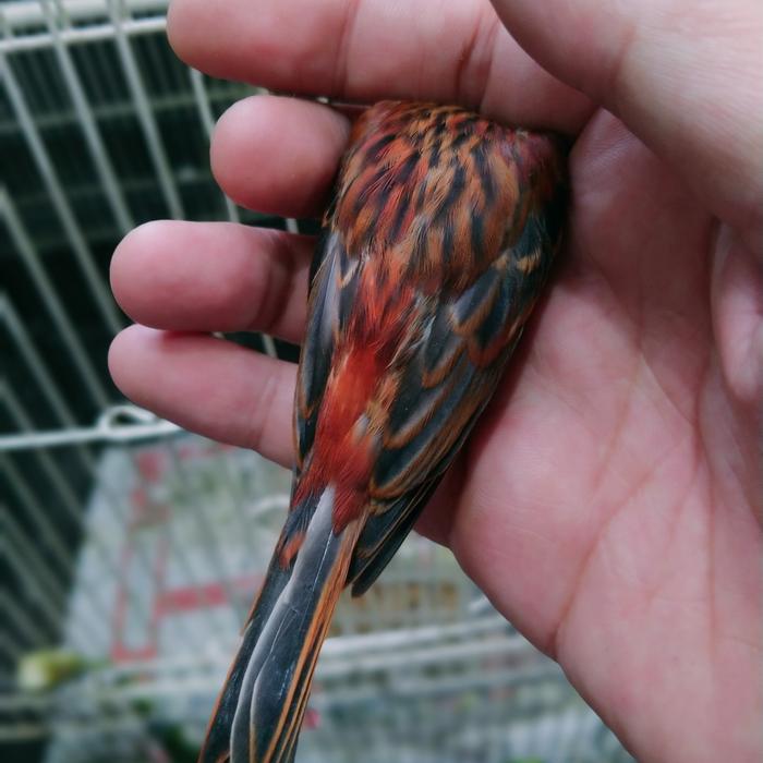 Burung Kenari Black Red