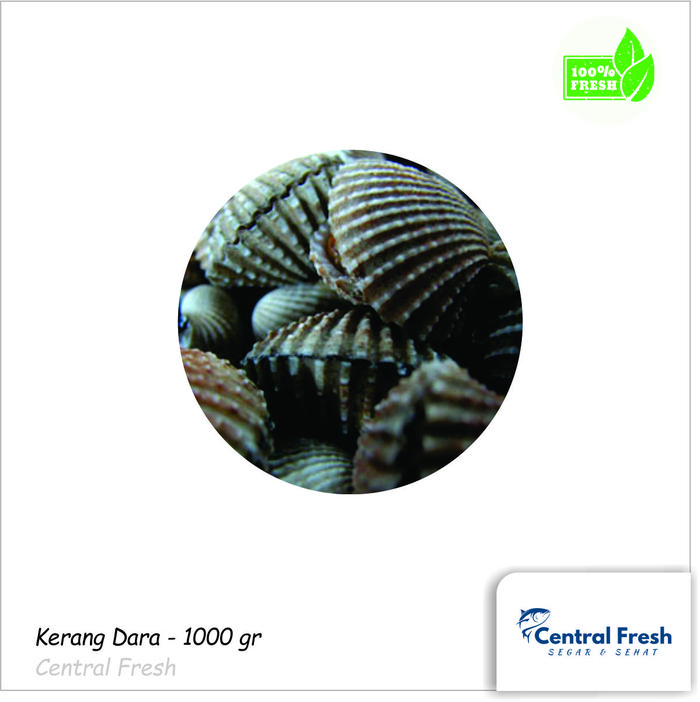 Jual Kerang Dara Hidup / Kerang Dara Fresh - 1000 gram - Kota Tangerang ...