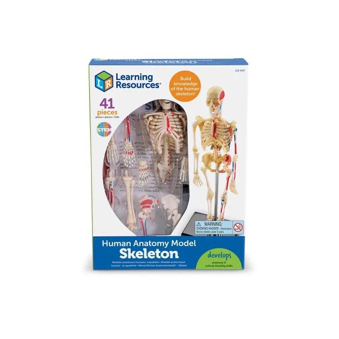 Jual Learning Resources Anatomy Model - Skeleton Alat Peraga Biologi Di ...