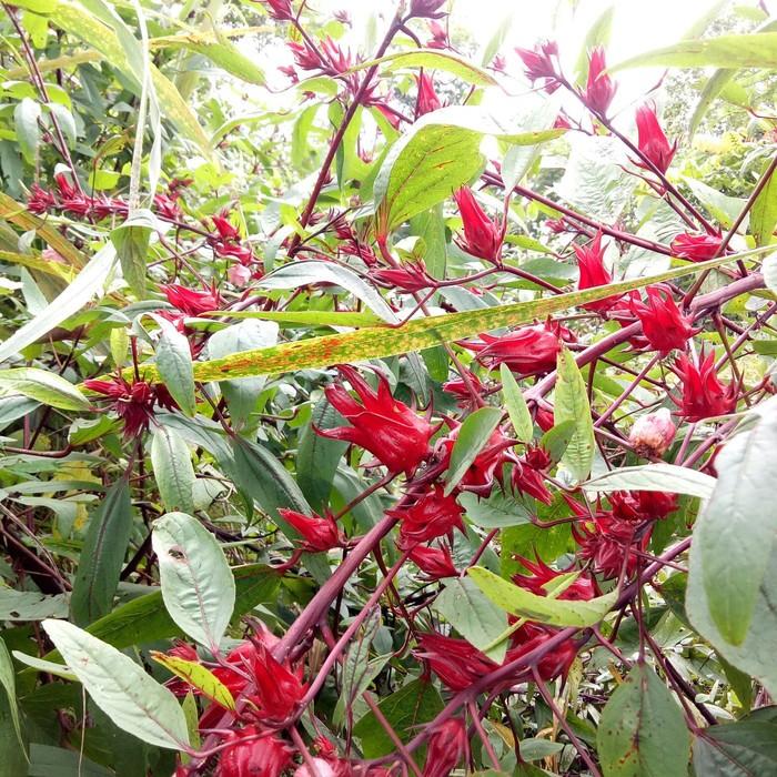Jual 100 Lembar Daun Segar Rosela - Jakarta Pusat - Republik Nusantara ...