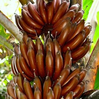 Jual bibit tanaman buah pisang merah-pisang kidang-gedang abang - Kab ...