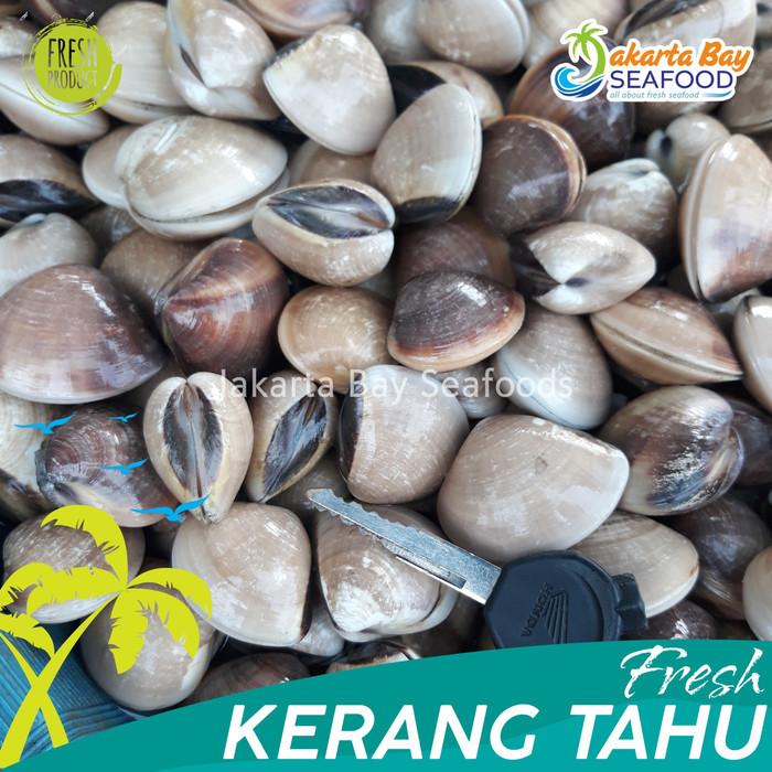 Jual PROMO Kerang Tahu 1 Kg/ Kerang Tahu /Kerang Kepa segar - Jakarta ...