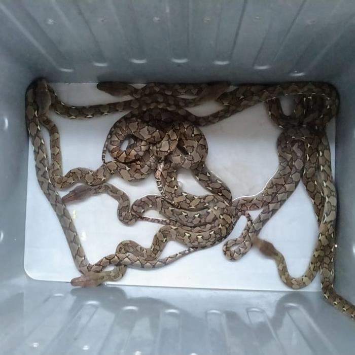 Jual baby retic normal - Kab. Magelang - animalgarage | Tokopedia