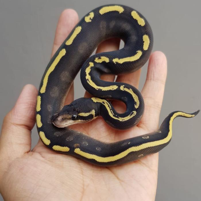 Jual ball python eruptor mojave ghi yb / ball phyton mojave ghi yb ...