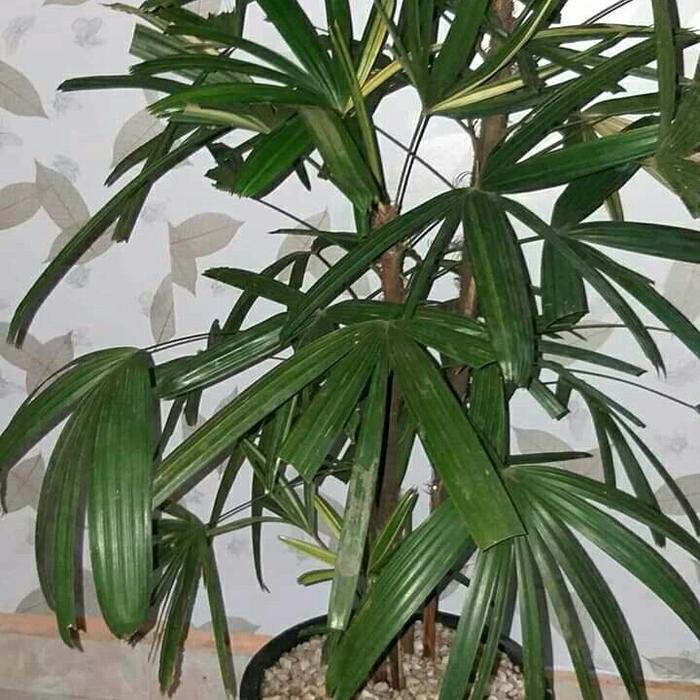 Jual tanaman palem waregu tinggi 1m - Kab. Pangandaran - kencanaraya ...