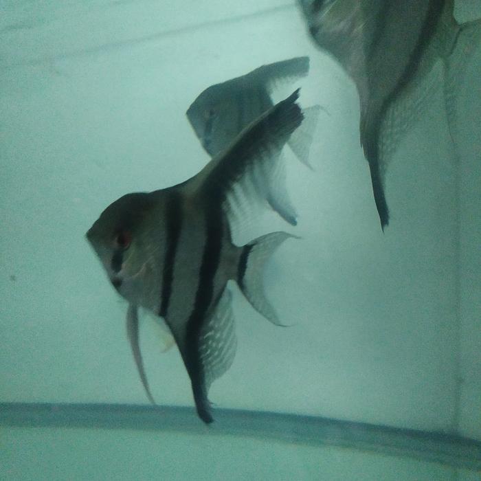 Jual pterophyllum scalare / angelfish altum Peruvian/manfish altum ...