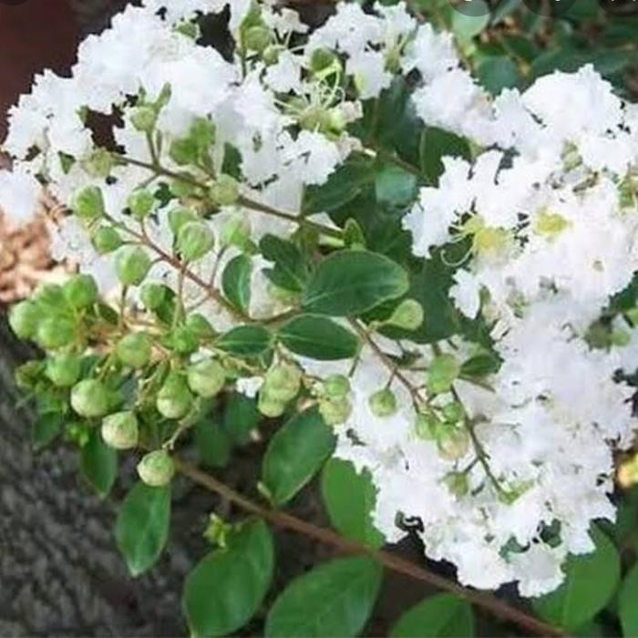 Jual bunga sakura putih - Kab. Kediri - agus garden | Tokopedia