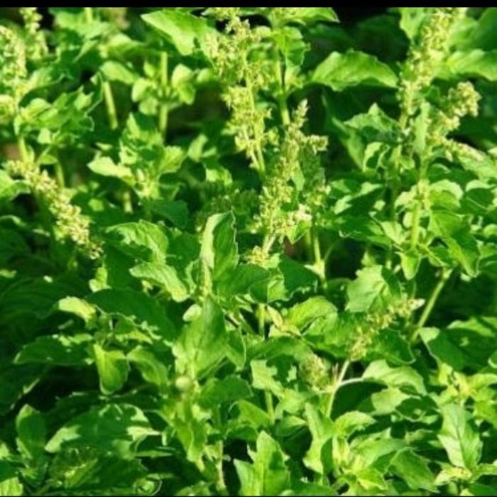 Jual daun ruku ruku fresh daun tulsi segar bumbu masak 500 gram - Kab ...