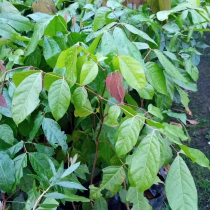 Jual Bibit Pohon Jengkol Super Hasil Okulasi Unggulan Di Seller Noelle ...