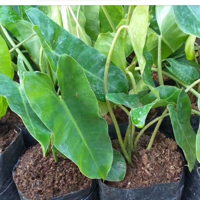 Jual Hiasan taman / Benih / Bunga Philo Minyak - Jakarta Timur - naura ...