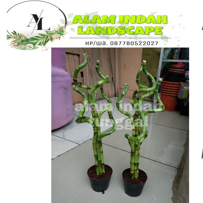 Jual tanaman hias bambu hoki melingkar - Jakarta Utara - Alam Indah ...