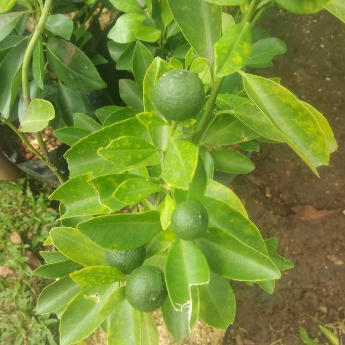 Jual pohon jeruk kimkit - Kota Tangerang Selatan - sanggar wisteria ...