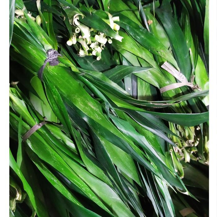 Jual Daun Suji 1 ikat - Jakarta Pusat - Pak Sayur | Tokopedia