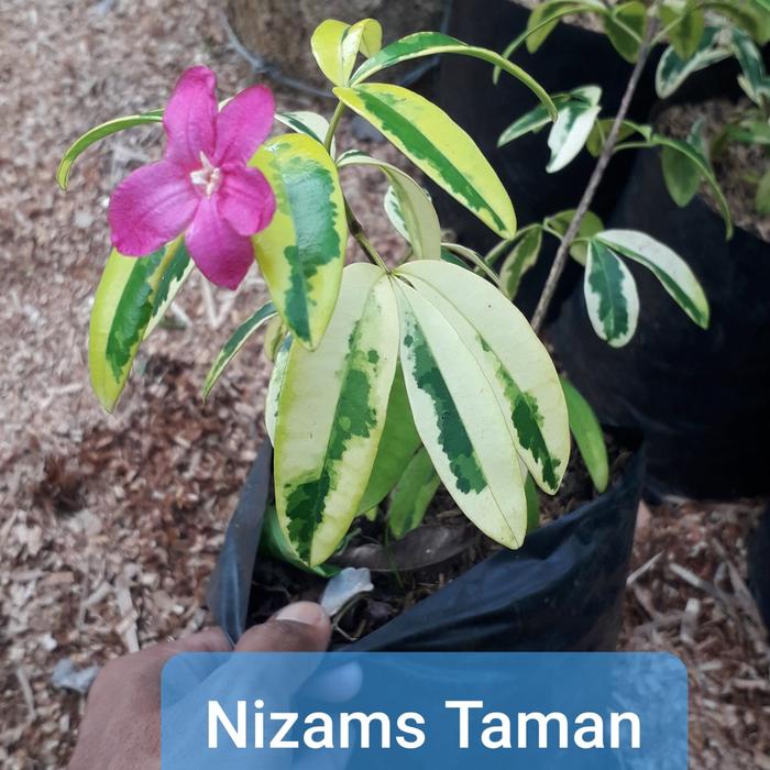 Jual Tanaman Hias Lavenia - Pohon Bunga Lavenia - Tanaman Ravenia ...