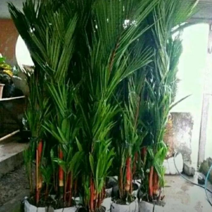 Jual jual pohon palem merah tinggi (2,50 cm) Jual berbagai macam pohon ...