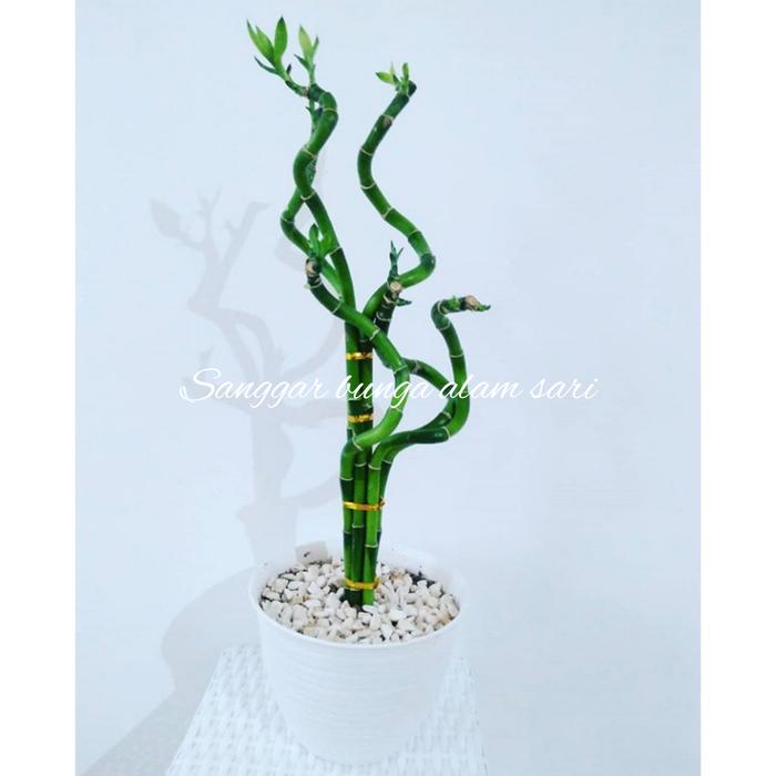 Jual TANAMAN HIAS BAMBU HOKI MELINGKAR + POT PUTI DAN BATU - Jakarta ...