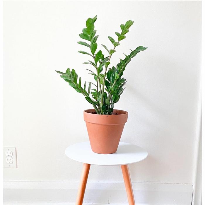 Jual tanaman hias zamioculcas zamiifolia - zz plant - zamia dollar ...