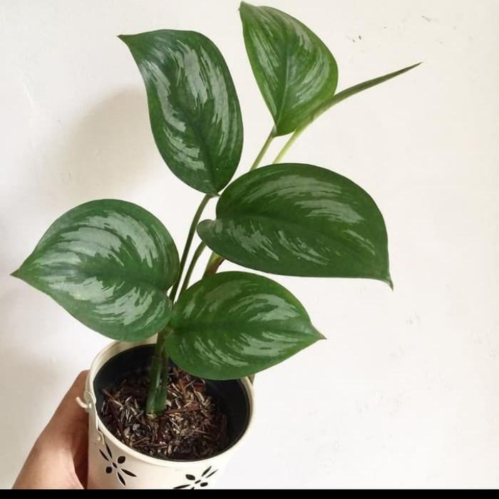 Jual Tanaman Hias Scindapsus sp Sumatra- Tanaman rambat asli hutan ...