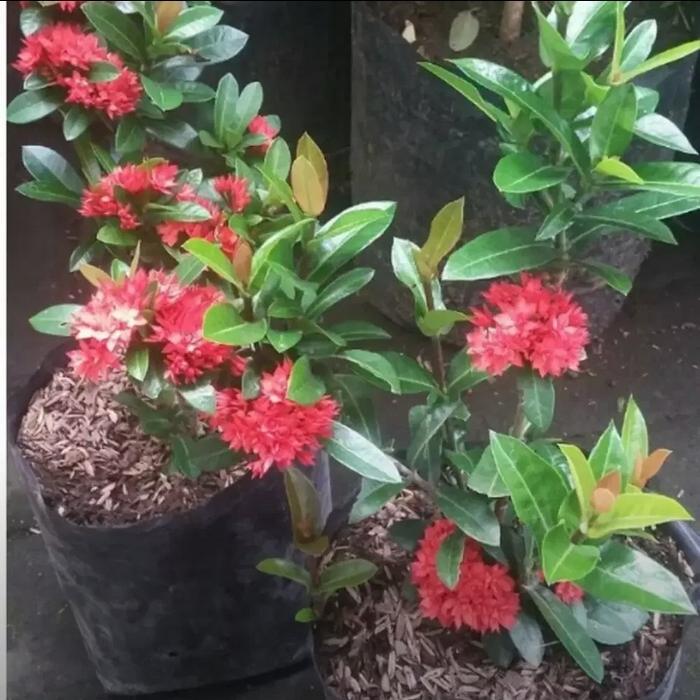 Jual pohon soka bunga - Kab. Bogor - taman hias 88 | Tokopedia