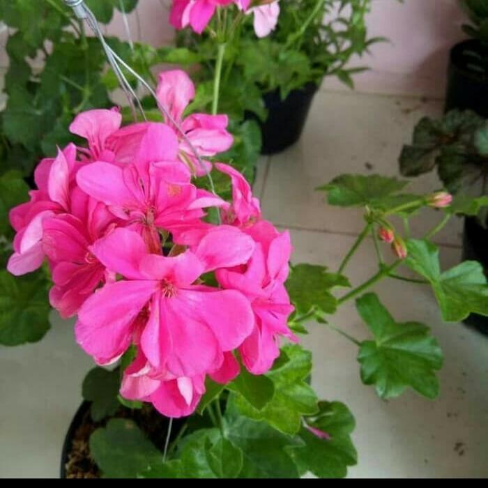 Jual Tanaman Bunga Geranium - tanaman hias,- - Kab. Bogor - Bumi ...