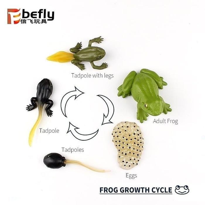 Jual Mainan siklus hidup hewan katak /life cycle figurene only ...