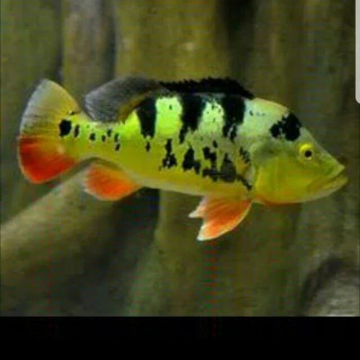 Jual Cichla Pbass Monoculus Jumbo Tucanare Peacock Bass South America ...