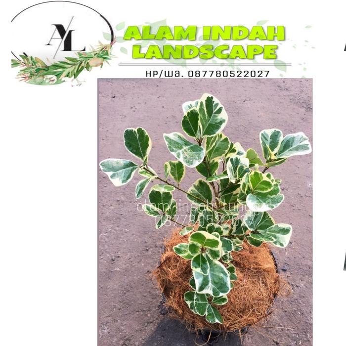 Jual TANAMAN INDOOR FICUS TRIANGULARIS VARIGATA / BONSAI KUPU KUPU ...