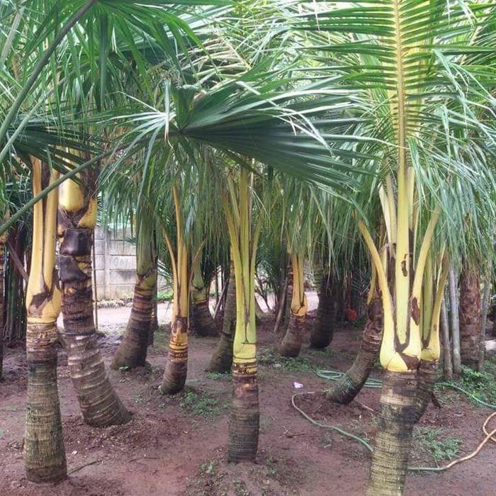 Jual Pohon Kelapa Gading Atau Kuning Berbagai Ukuran Buat Taman Dan ...