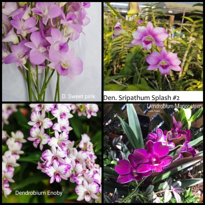 Jual Anggrek Dendrobium Bulat Thailand variant Remaja - Kab. Malang ...