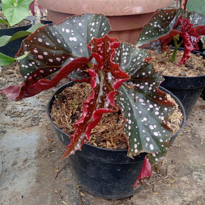 Jual tanaman hias pohon pulkadot begonia mini+pot putih - Kab. Bogor ...