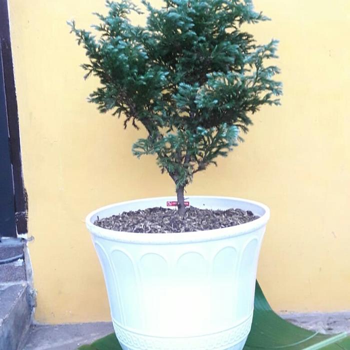 Jual bunga cemara salju dlam pot khusus antar medan dan sekitarnya ...