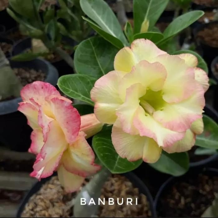 Jual bibit adenium bunga banburi/tanaman hias adenium/pohon Kamboja ...