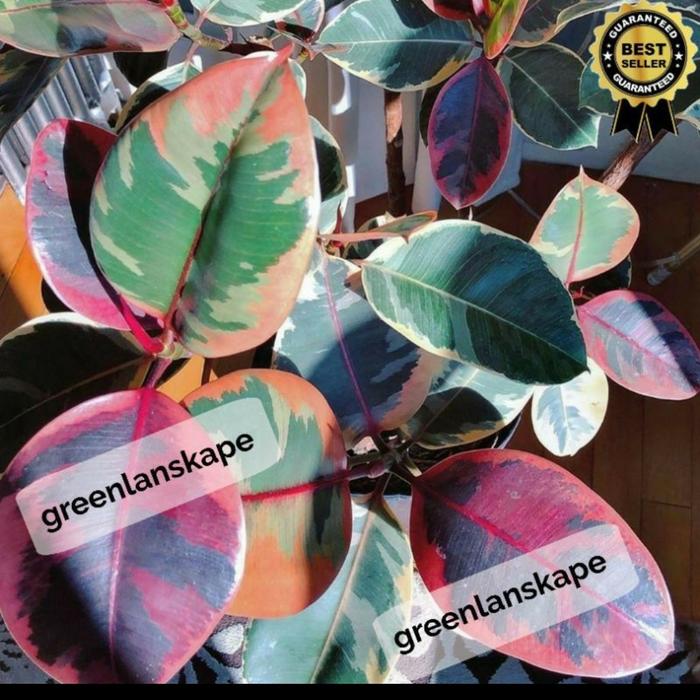 Jual tanaman karet kebo ruby - Ficus Elastica Ruby Varigated Red Lady ...