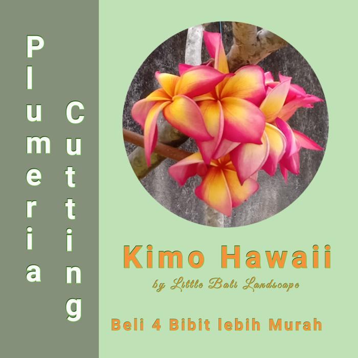 Jual Stek Pohon Kamboja Bali (Plumeria) bunga Kimo Hawai - Jakarta ...