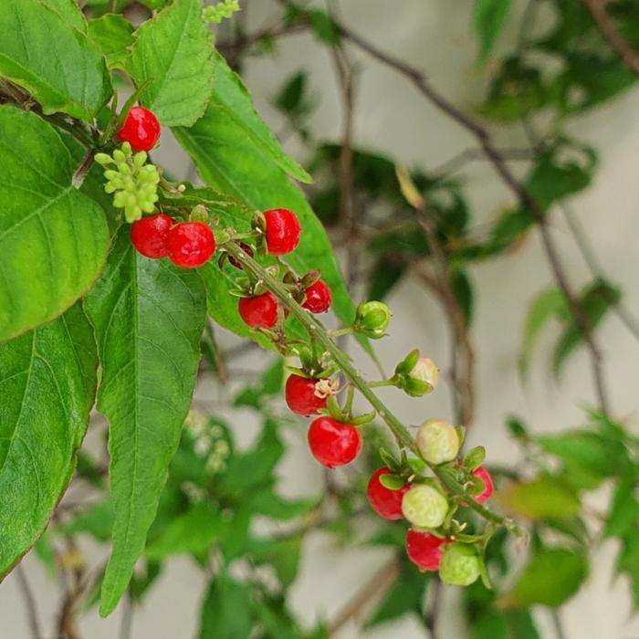 Jual Pohon Merica Merah Bloodberry Rivina Humilis Getih Getihan ...