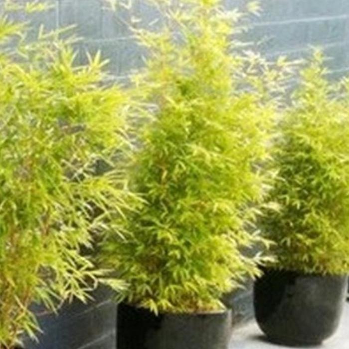 Jual tanaman hias bambu kuning mini-pohon bambu kelisik kuning - Kab ...