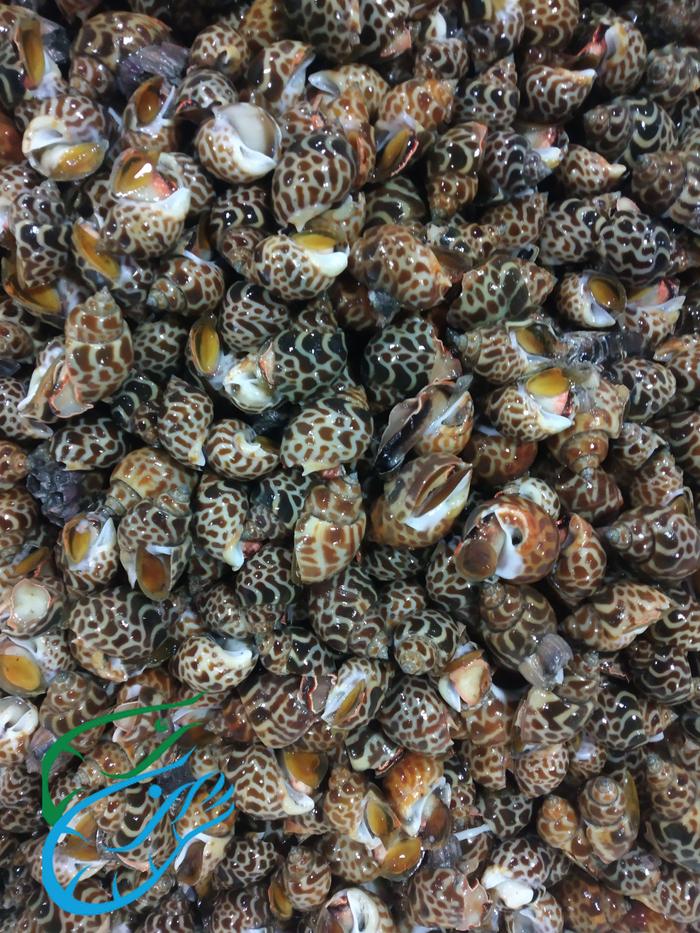 Jual Kerang Macan 1KG - Jakarta Utara - Cobryzen Shop | Tokopedia