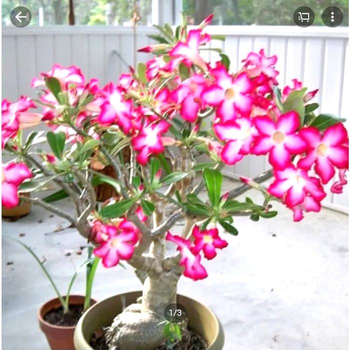 Jual Tanaman Hias Adenium Kamboja/Tanman Hias Adenium bonggol Besar ...
