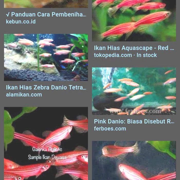 Ikan Pink Zebra