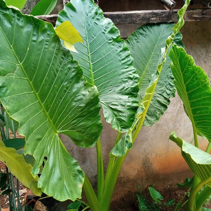 Jual TANAMAN HIAS POHON SENTE/LOMPONG DAUN BESAR - Kab. Bogor - Rose ...